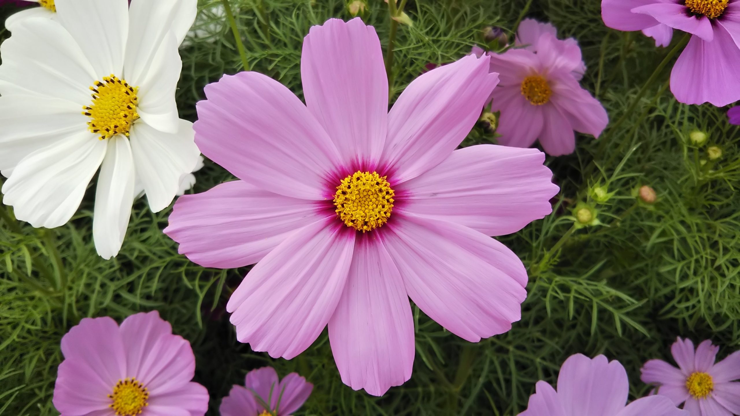 【コスモス】の育て方総チェック！《品種》と《種蒔き・剪定》のタイミングがとっても大事！ | 情熱庭園
